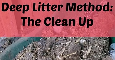 Deep Litter method: the once a year clean up - Murano Chicken Farm