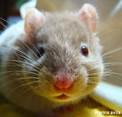 Plantão Hamster: Síndrome de Cushing em Hamsters