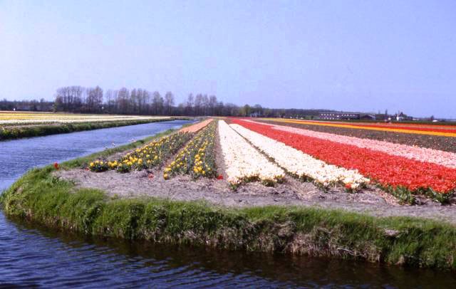 The Beauty of Nature: Flower farms in the Netherlands
