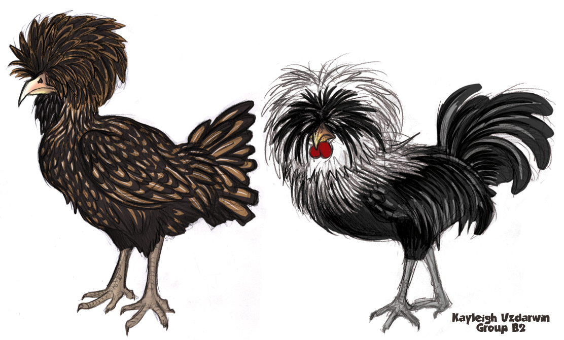 K-Lee's Sheridan Art Blog: Royal Winter Fair Drawings