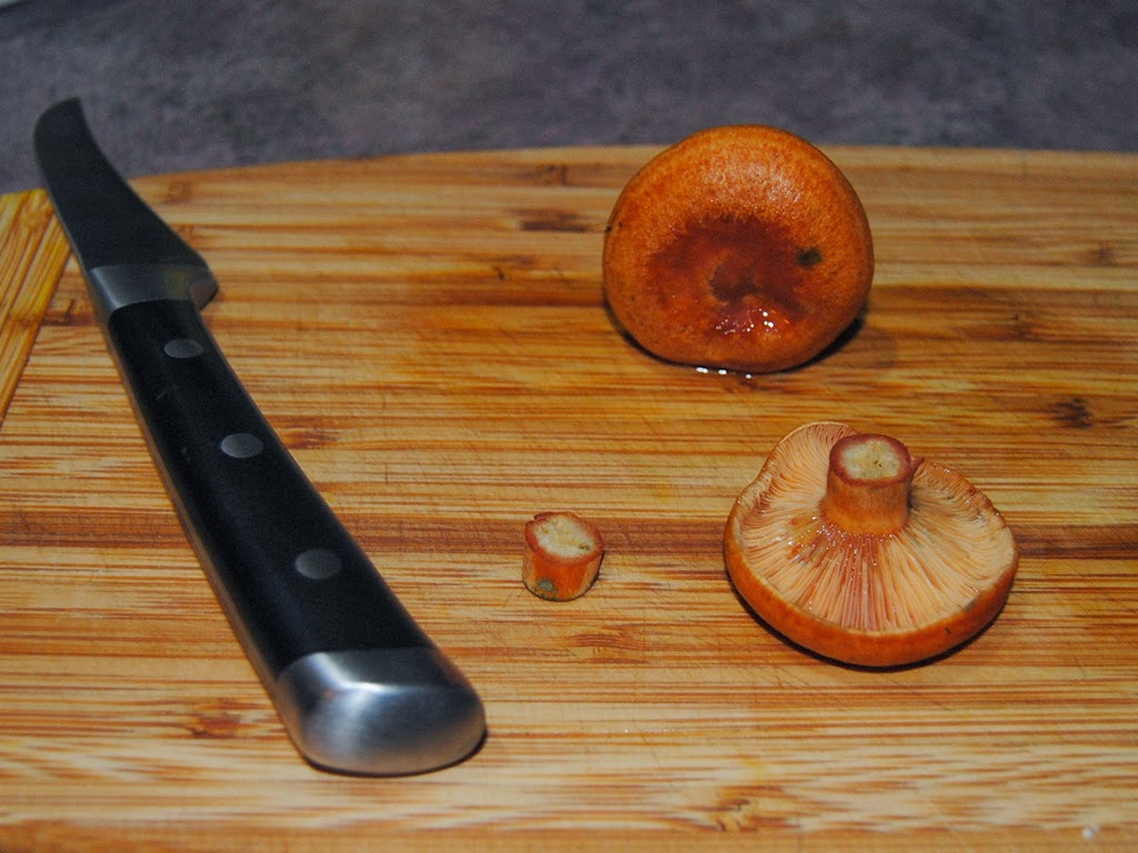 100 Mushrooms on Vancouver Island: Bleeding Milk Caps