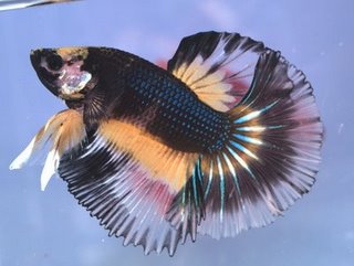BETTA WORLD - ALL IN ONE BLOG ツ: Jenis-Jenis Ikan Pelaga
