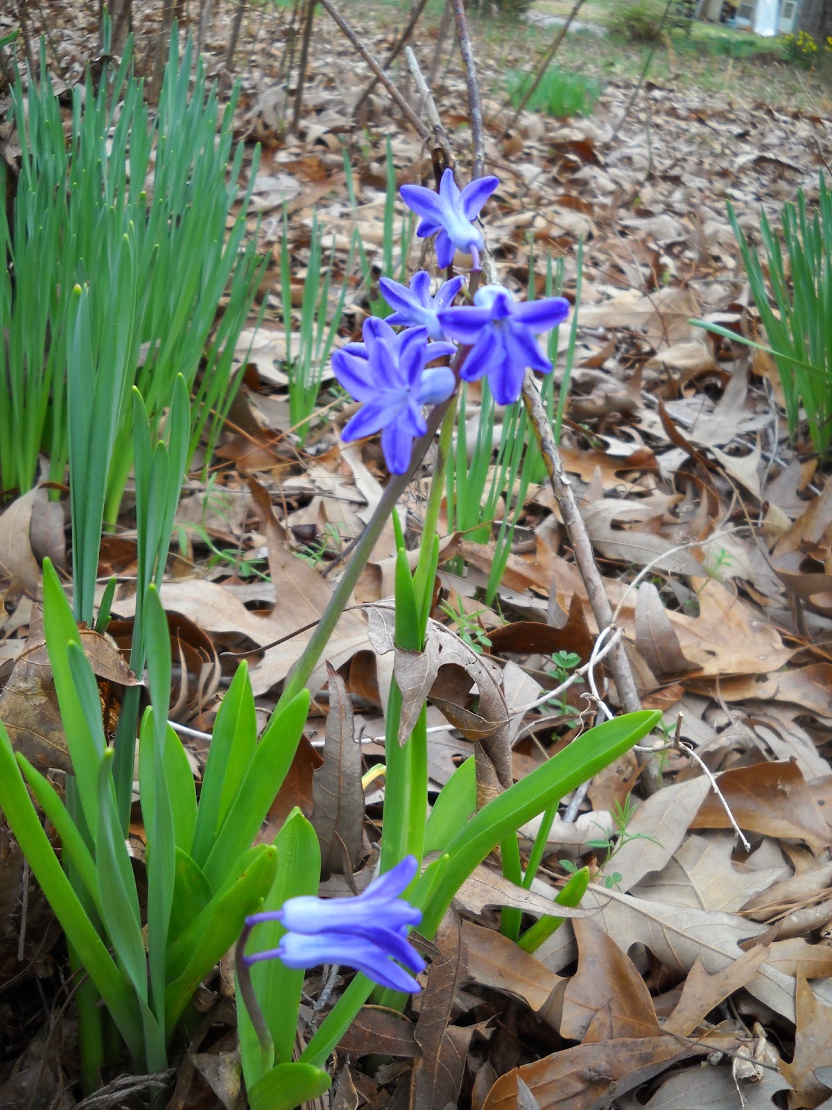 Gold Hill Plant Farm: Hyacinths