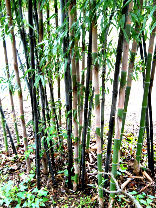 Bill's Big Bamboo: ANOTHER ... COLOR OF MY BAMBOO