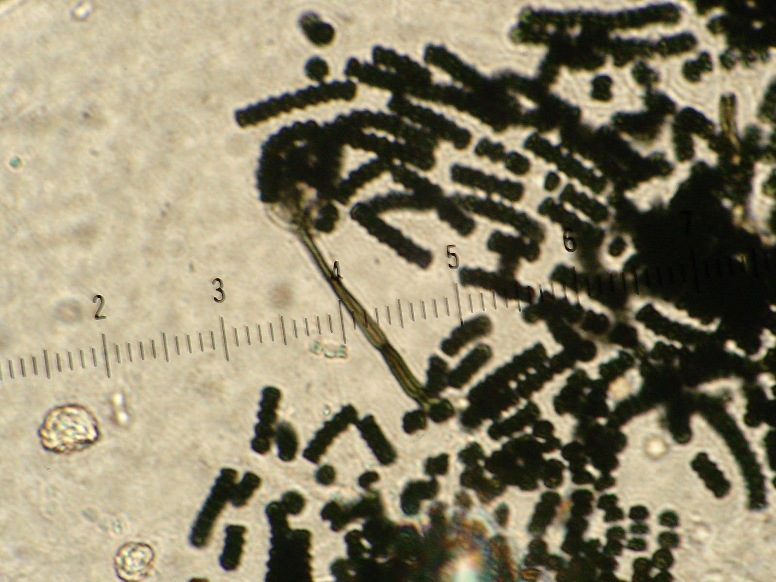 Sustainable Mycology: Memnoniella spp