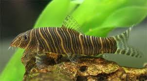The family of aquarium fish loaches (Cobitidae): Botia superciliaris ...