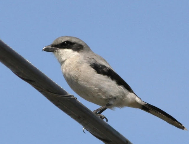 Jo's Morning Walk: Loggerhead Shrike Hunting, Osprey Fishing