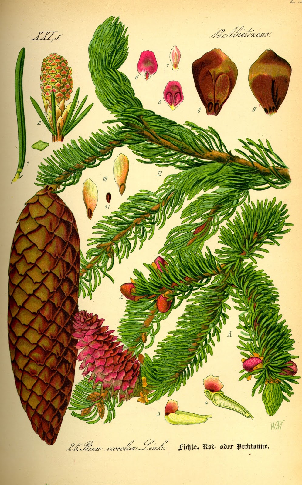 Trees Planet: Picea abies - Norway Spruce