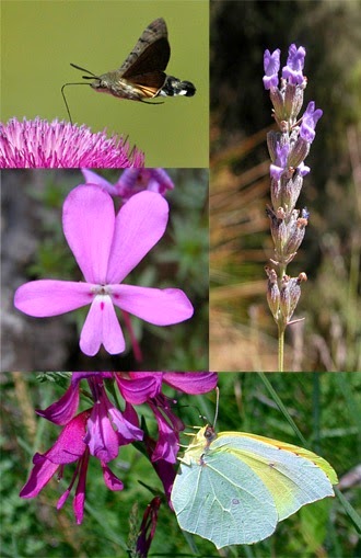visita al jardín botanico: que es interacción planta-animal??