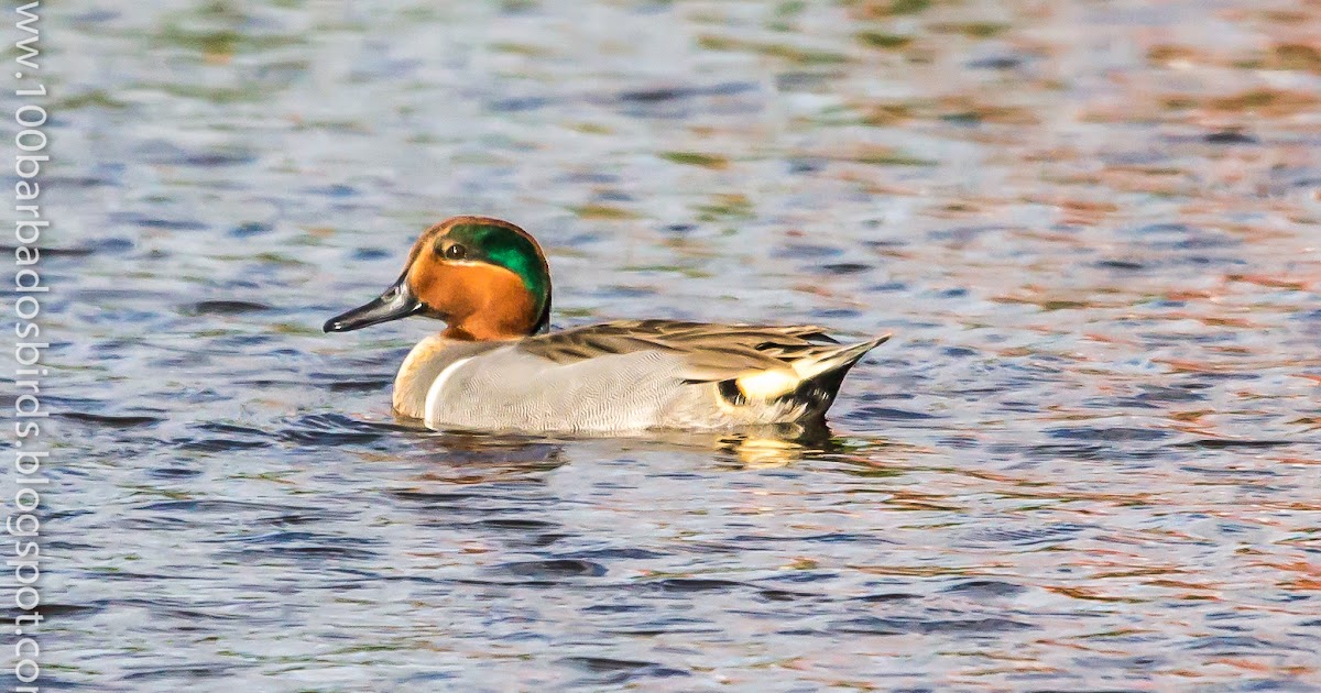 Birds of Barbados: February's Photos