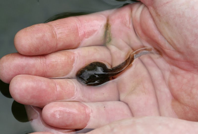 The Adventures Of Otterwoman: Frogs are Creepy and Disturbing