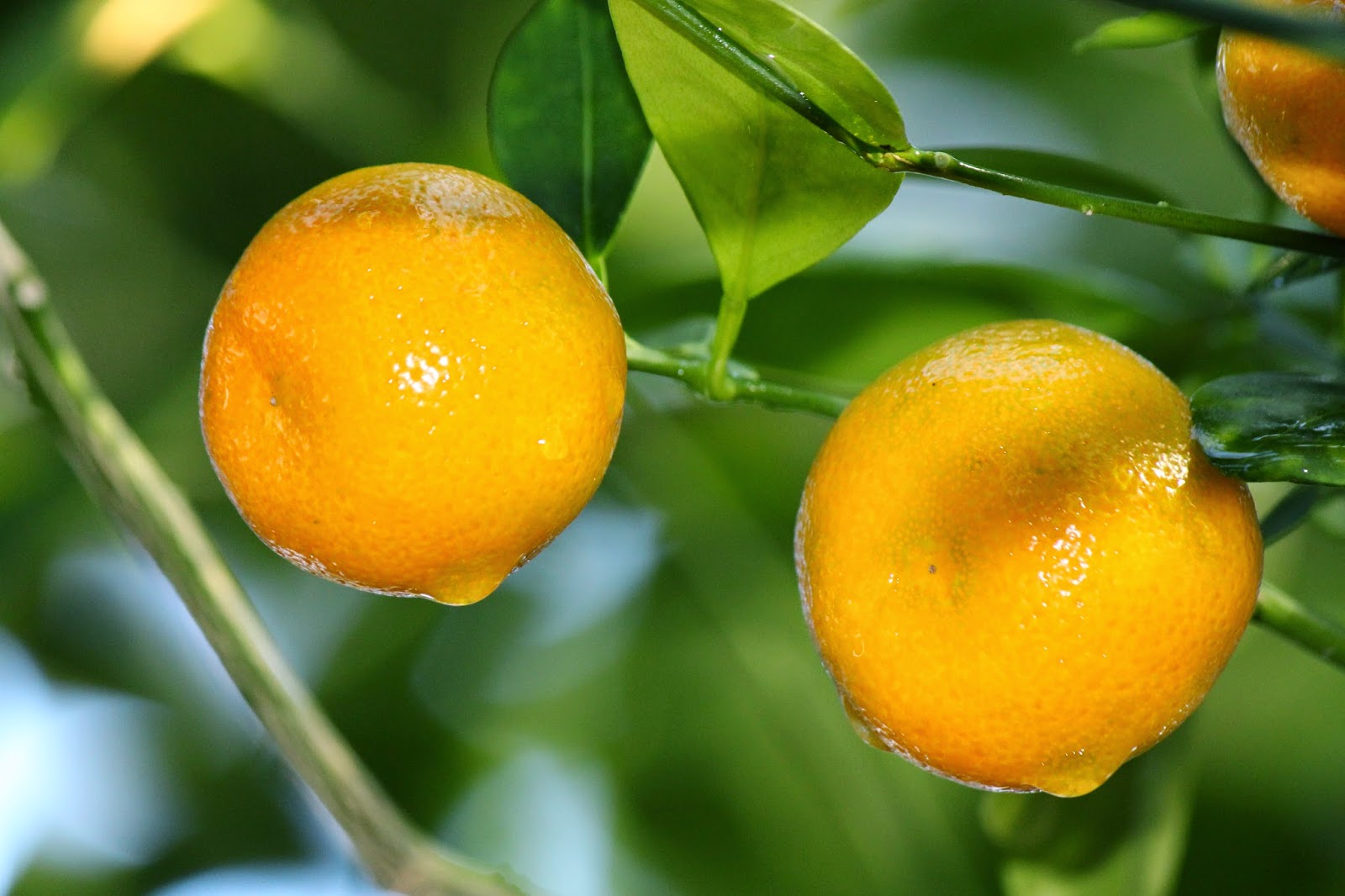 The Last Embassy: ACA/Obamacare: The Low Hanging Fruit is Gone