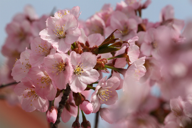 Welcome to Mombetsu Blog: SAKURA BLOOM