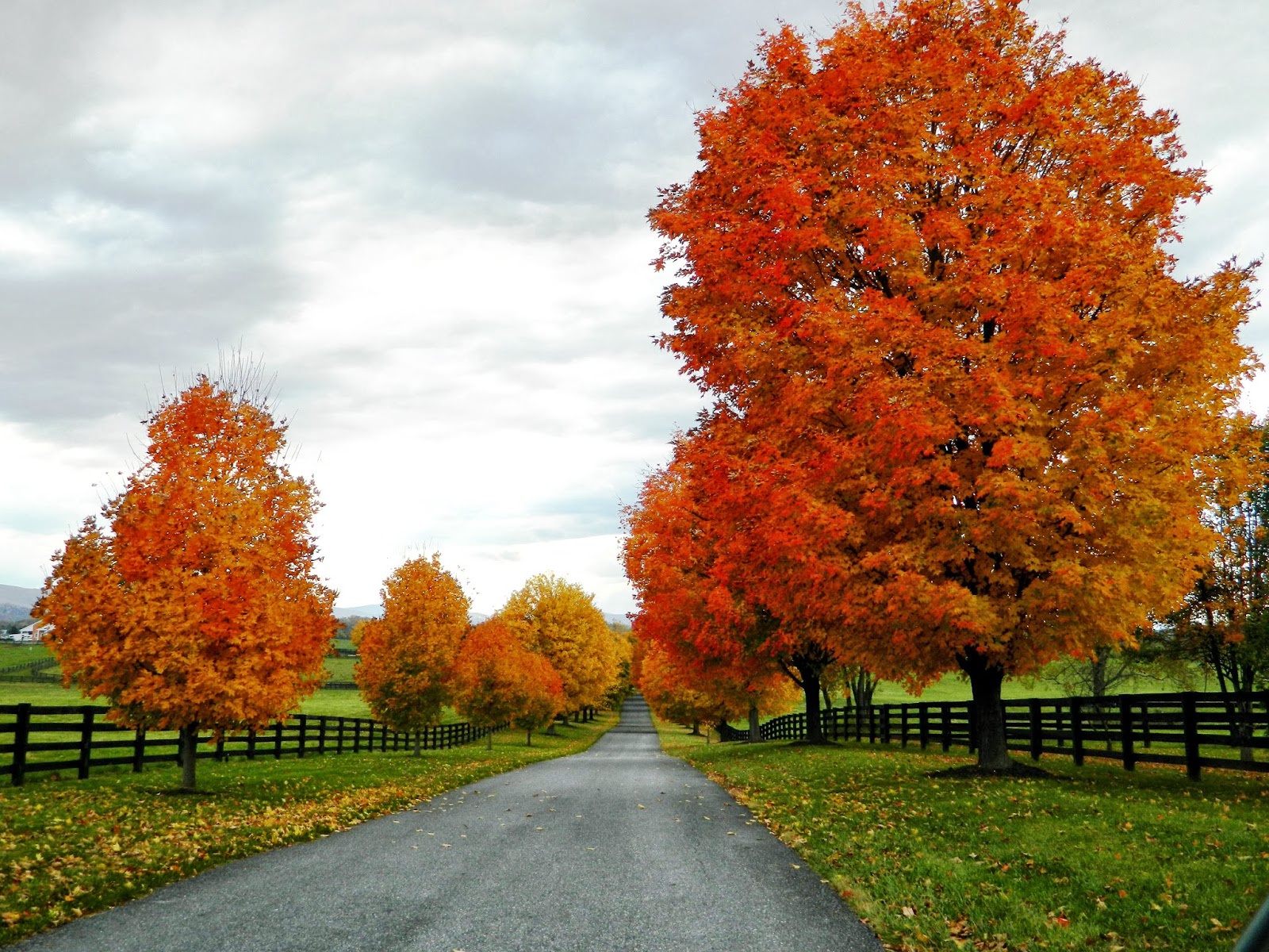 East of the Blue Ridge: Hot Air Balloons and Fall Foliage of Northern ...