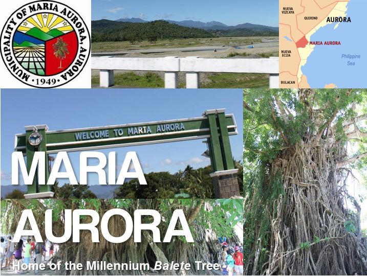 Ben Goes Where: AURORA: The Great Old Balete Tree of Maria Aurora