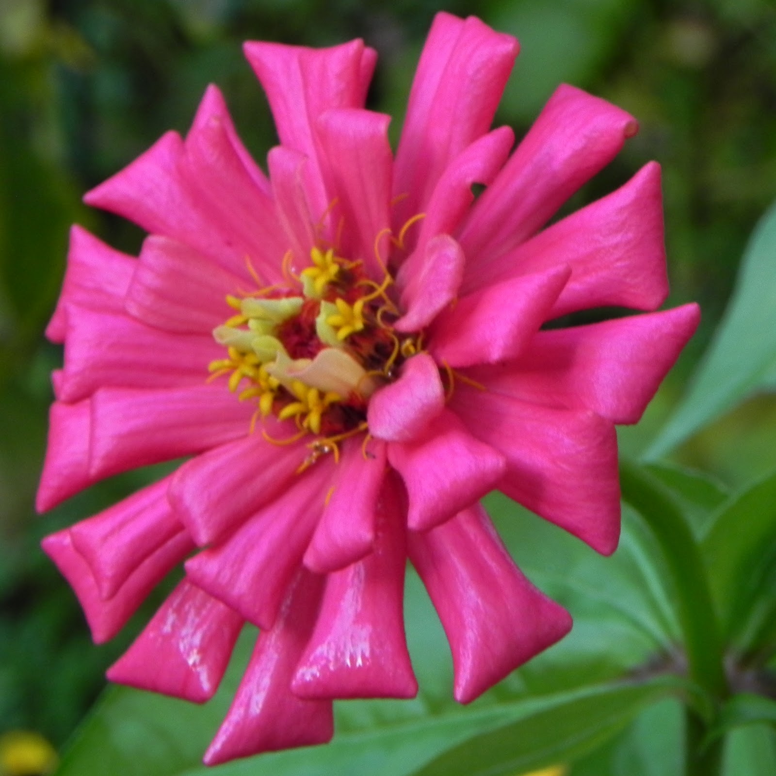 Power of the Flower: Today in the Garden....Late Fall Zinnias and ...