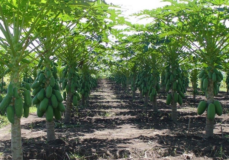 Langkah Tepat Budidaya Pepaya Calina Bermutu