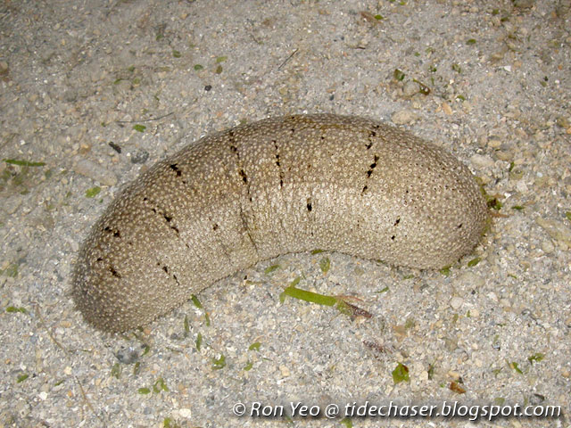 tHE tiDE cHAsER: Sea Cucumbers (Phylum Echinodermata: Class ...