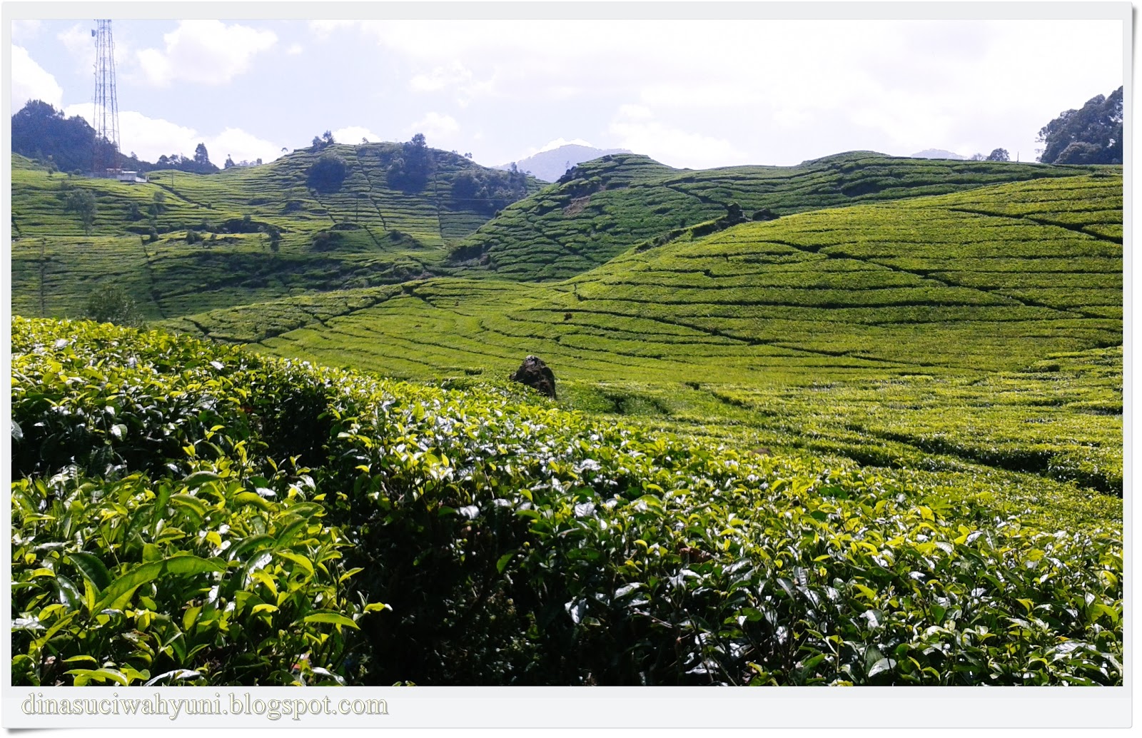 PESONA KEINDAHAN PERKEBUNAN TEH RANCABALI DI BANDUNG | JDSK