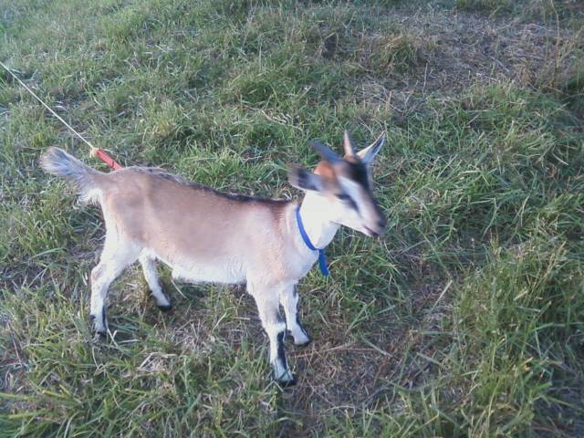 Flaming Phoenix Family Farm: Bottle feeding baby goats: Jack and Sookie