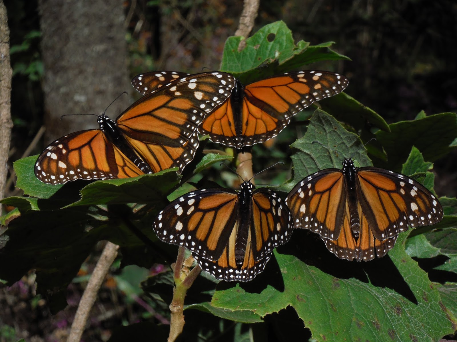 The Monarch Butterfly's Mulit-generational Migration and the Bicycling ...