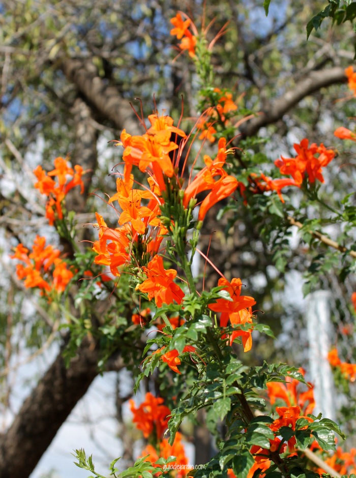 Tecomaria capensis, una trepadora de color intenso - Guia de jardin