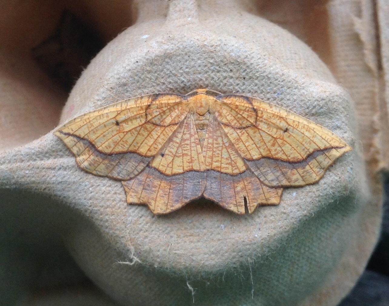 Martin's Moths: Autumn colours