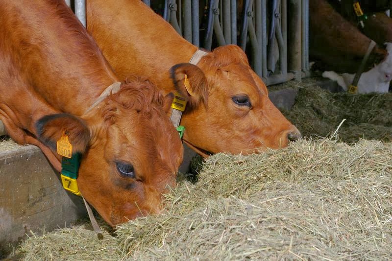 Tarine : race à l'honneur du Salon 2014: La Tarentaise : une vache ...