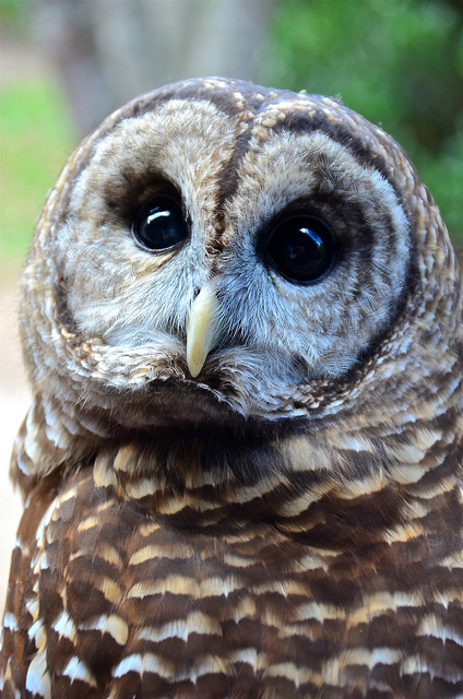 World's Most Amazing Things: Bird Photography - Owls - The amazing ...