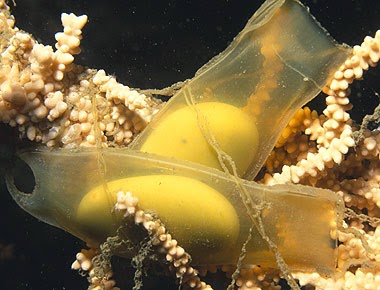 NOTICIAS MUY CURIOSAS ¡Ver para creer!: ¿Qué animal pone los huevos más ...