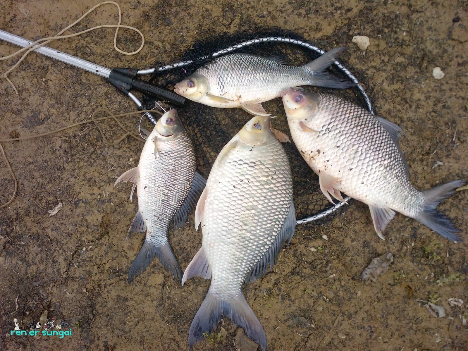 Renjer Sungai: MUSIM IKAN KELABAU PART 2 PENUTUP 2012