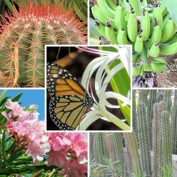A GUIDE TO NORTHEASTERN GARDENING: The Gardens of Aruba: A Look Beyond ...