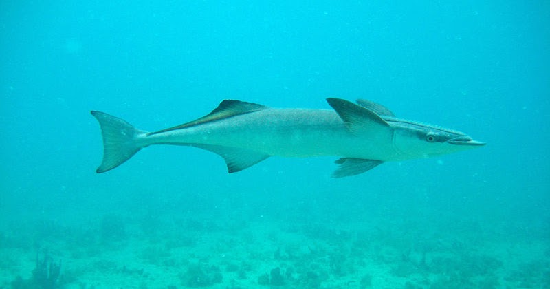 Ikan Remora - IkanMagz