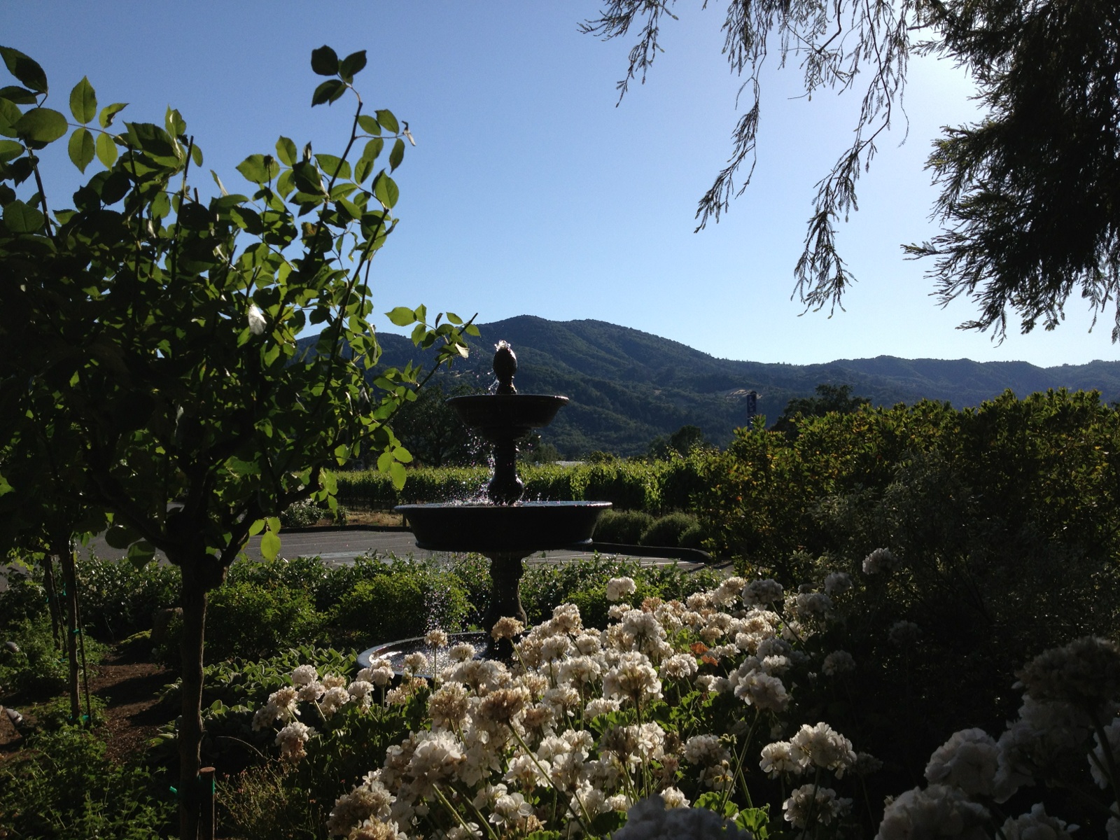 On the Napa Trail: Sequoia Grove - John Fodera's Tuscan Vines