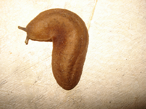 Lintah : Binatang Menjijikan yang Bermanfaat | Near The Magic Forest 2018