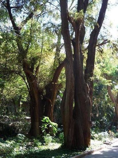 Club de Amig@s de los Ahuehuetes