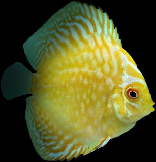 Plandiscus: Discus
