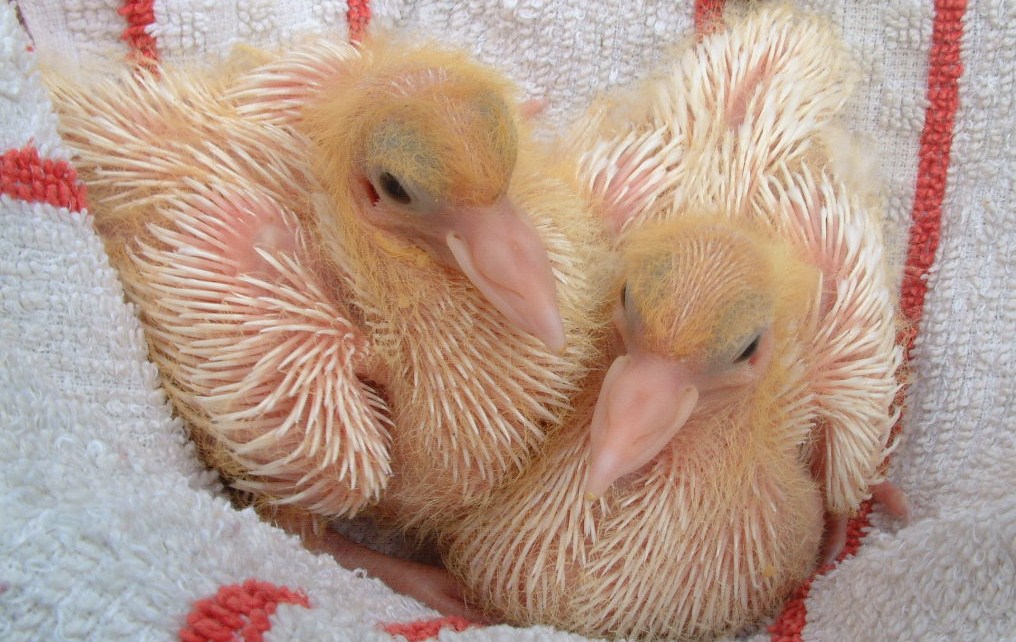 My Doves: Spring and Autumn, and baby Pearl grow up