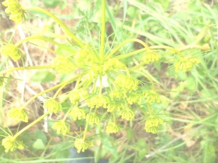 traitements bios: Ferule commune et ses bienfaits...