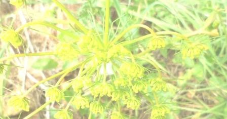 traitements bios: Ferule commune et ses bienfaits...