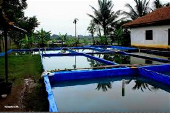 Panduan Sukses Budidaya Ikan Lele Kolam Terpal - Seputar Ternak Dan ...