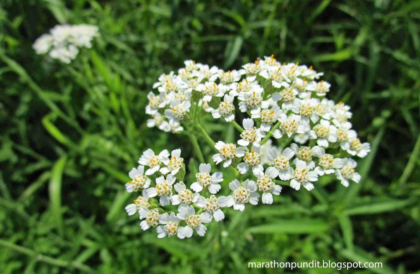 Marathon Pundit: Yarrow