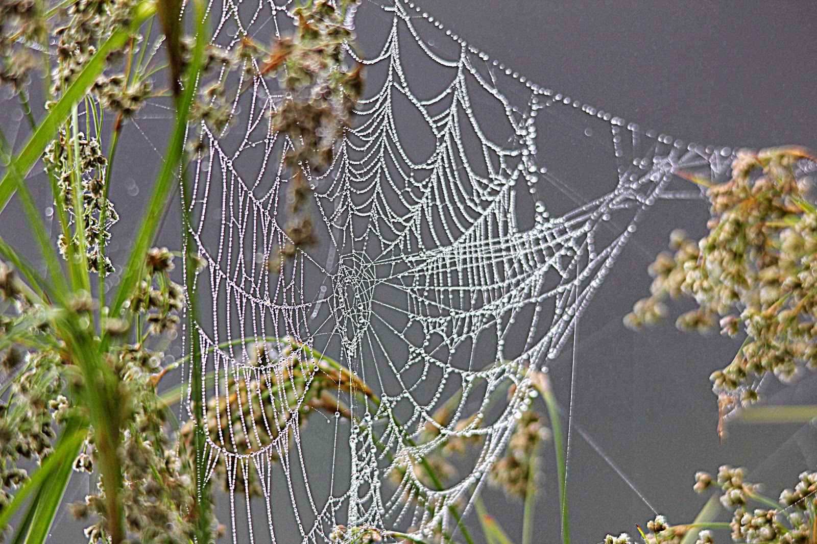 Here and There: Day 212 - 31st July 2014 - Cobwebs, Black-Throated Blue ...