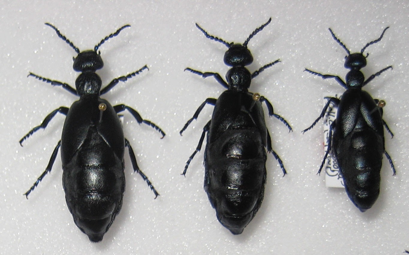 Insects of Britain: Oil Beetle