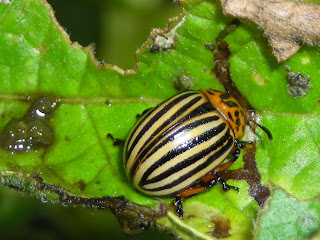 El ti Joaquín . com: La frasca