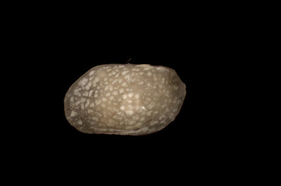 Variety of Life: Loxoconchinae