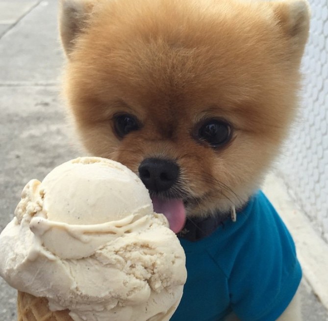 Son Jiffpom Y Boo El Mismo Perro