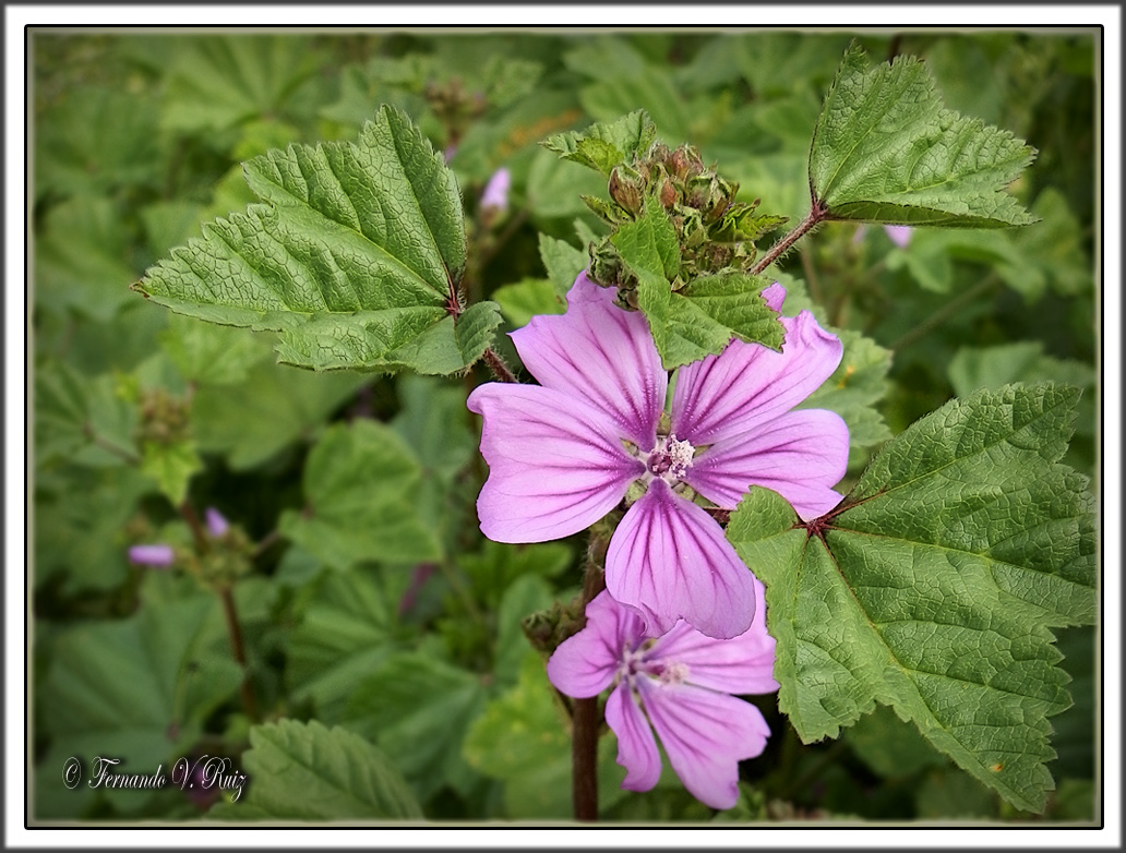 Plantas de La Rioja: MALVA SYLVESTRIS.