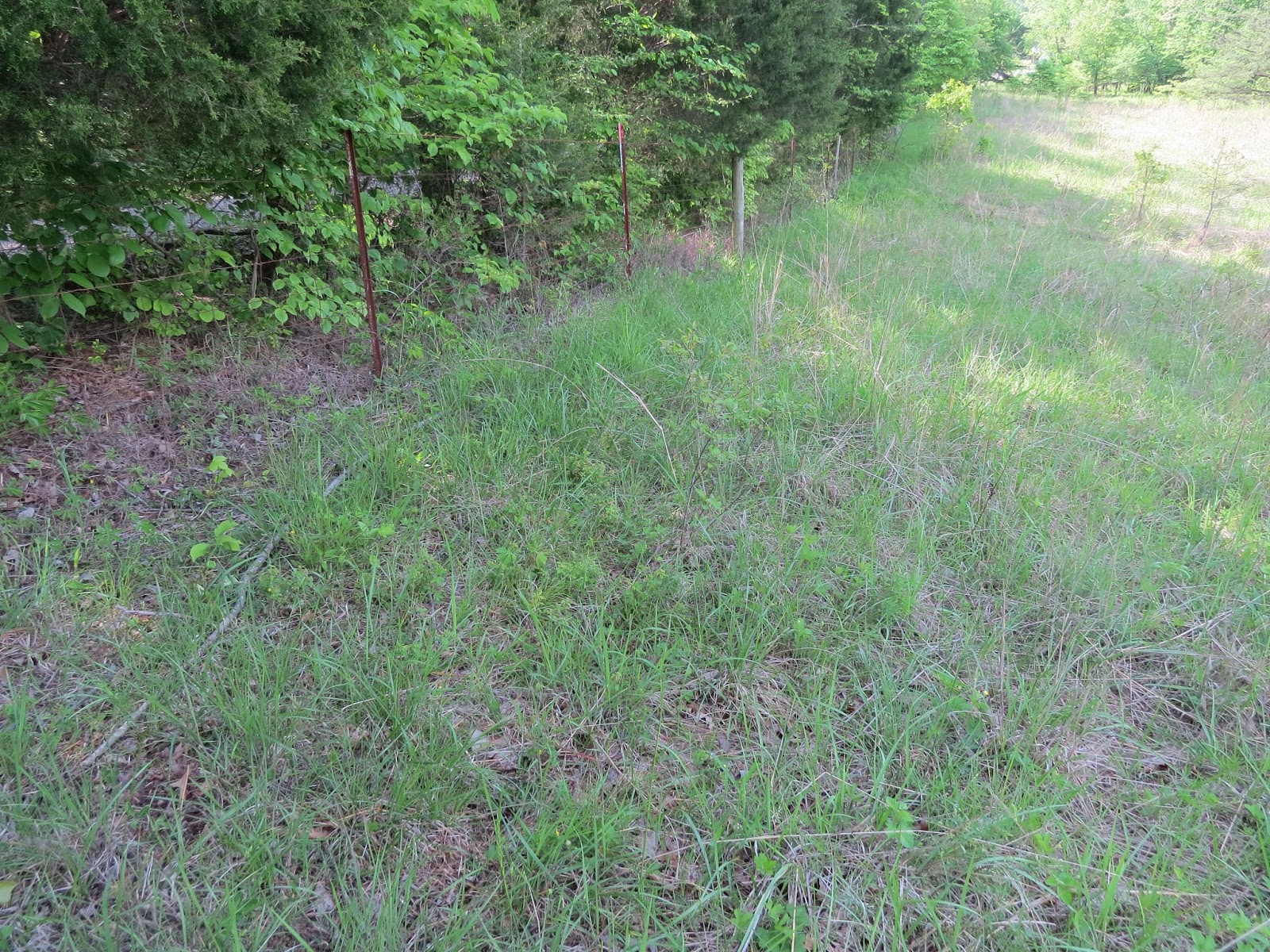 Blue Jay Barrens: Invasive Control - Crown Vetch