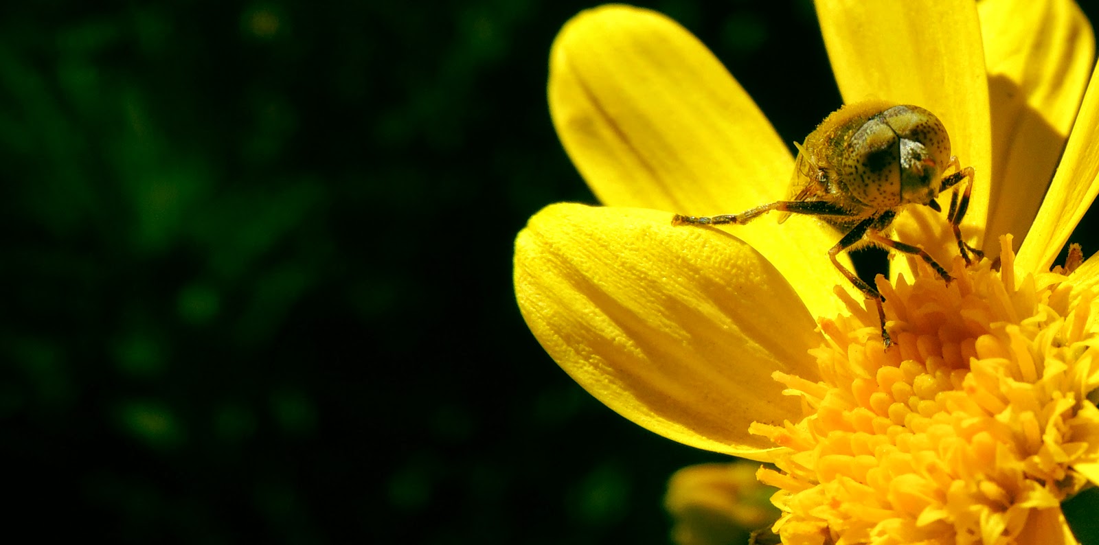 Naturaleza Viva : Mosca de las flores Eristalinus aeneus - ERISTALINUS ...